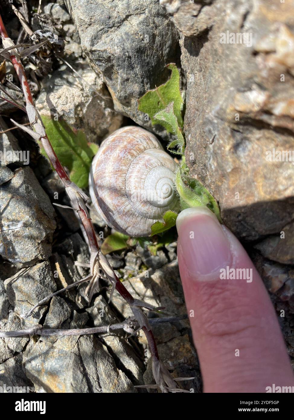 Milk Snail (Otala lactea Stock Photo - Alamy