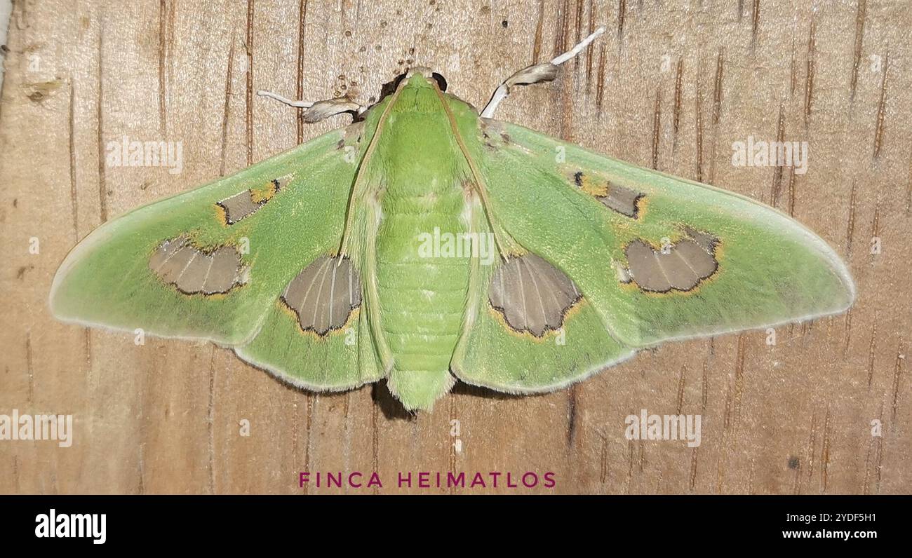 Siga siga hi-res stock photography and images - Alamy