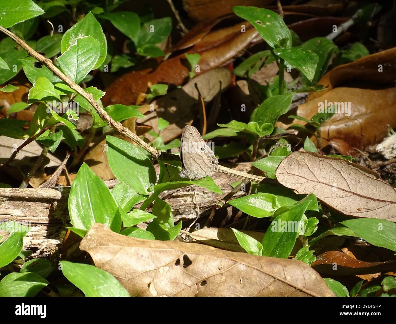 Carolina Satyr (Hermeuptychia sosybius Stock Photo - Alamy