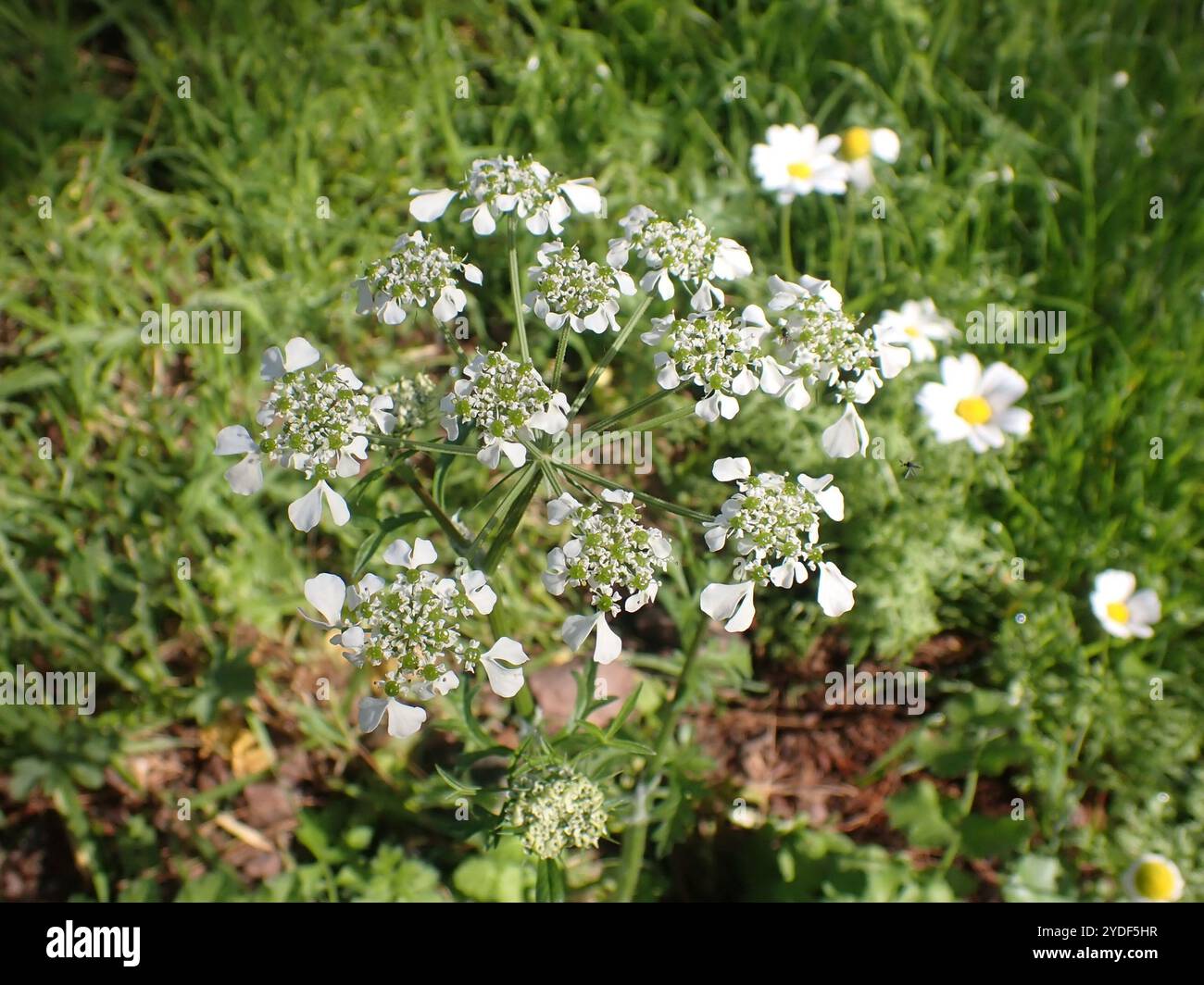 Tordylium apulum hi-res stock photography and images - Alamy