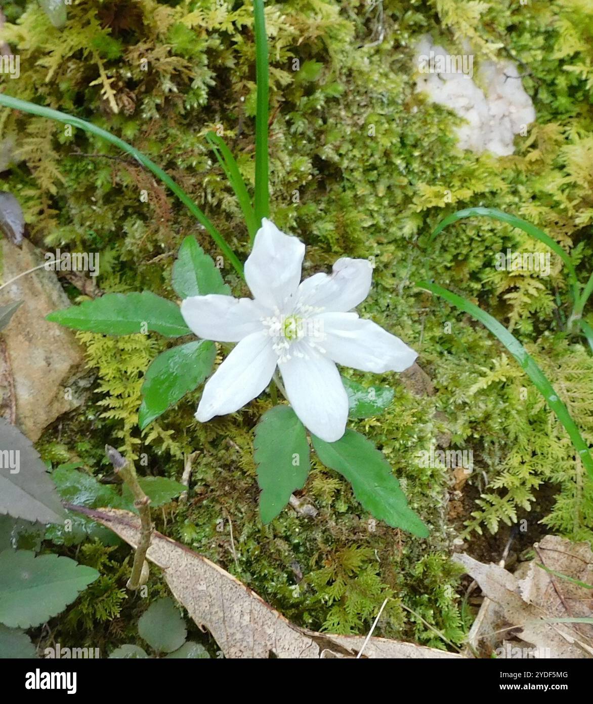 Three-leaved Anemone (Anemonoides trifolia Stock Photo - Alamy