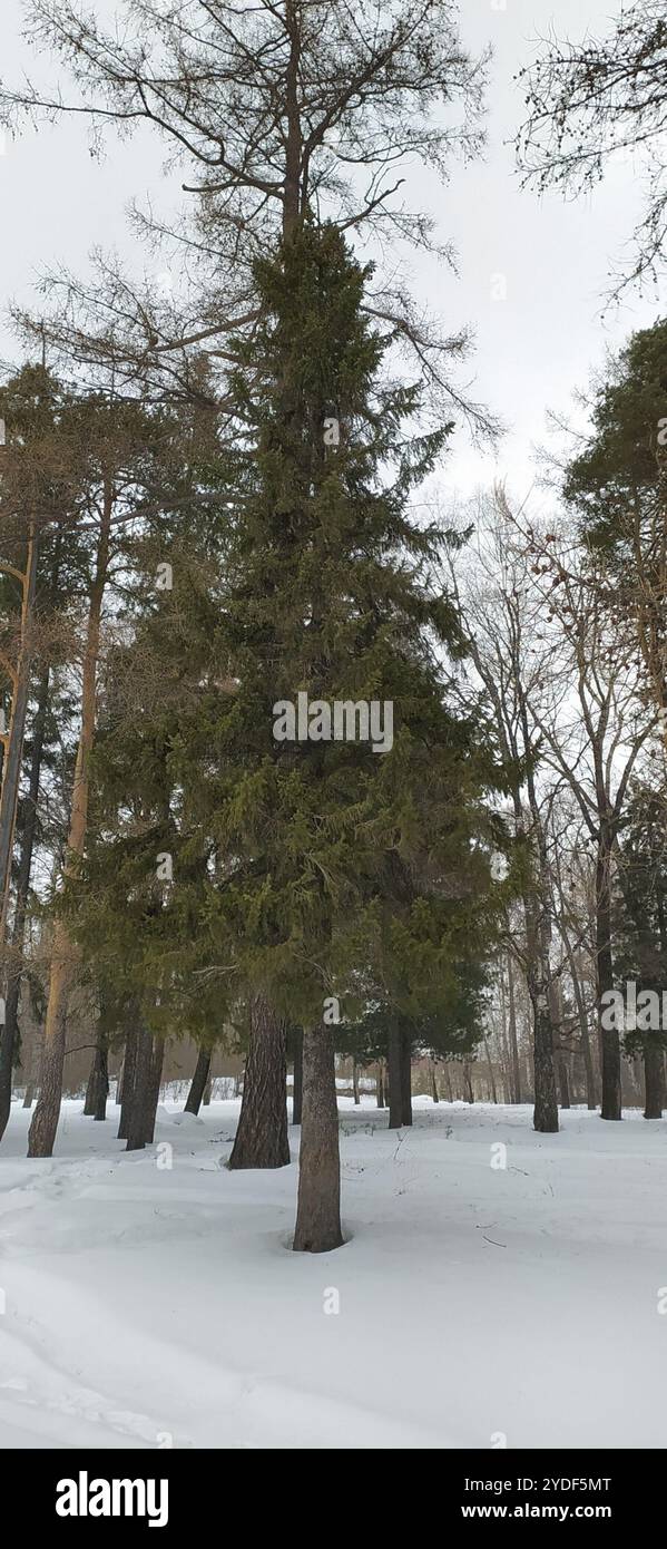Siberian spruce (Picea obovata Stock Photo - Alamy