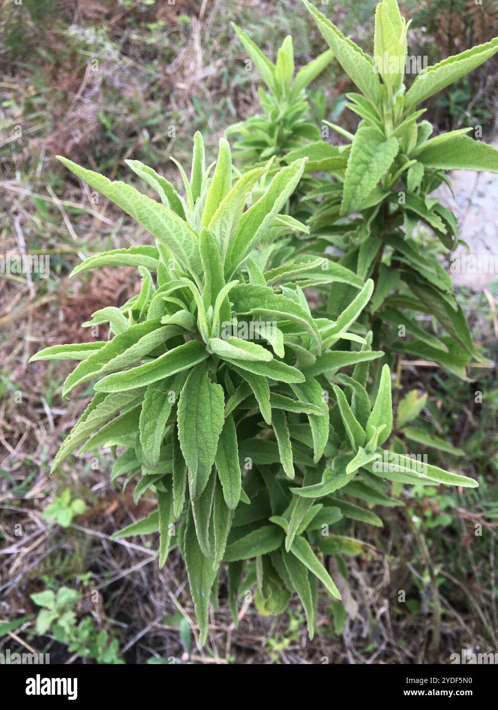 vascular plants (Tracheophyta Stock Photo - Alamy