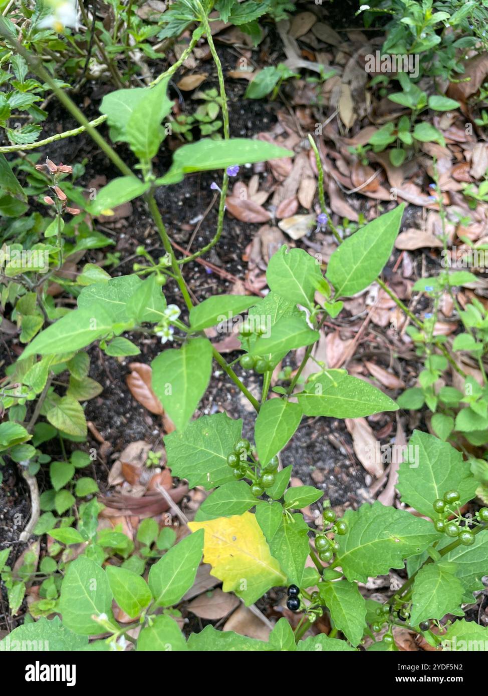 American black nightshade (Solanum americanum Stock Photo - Alamy