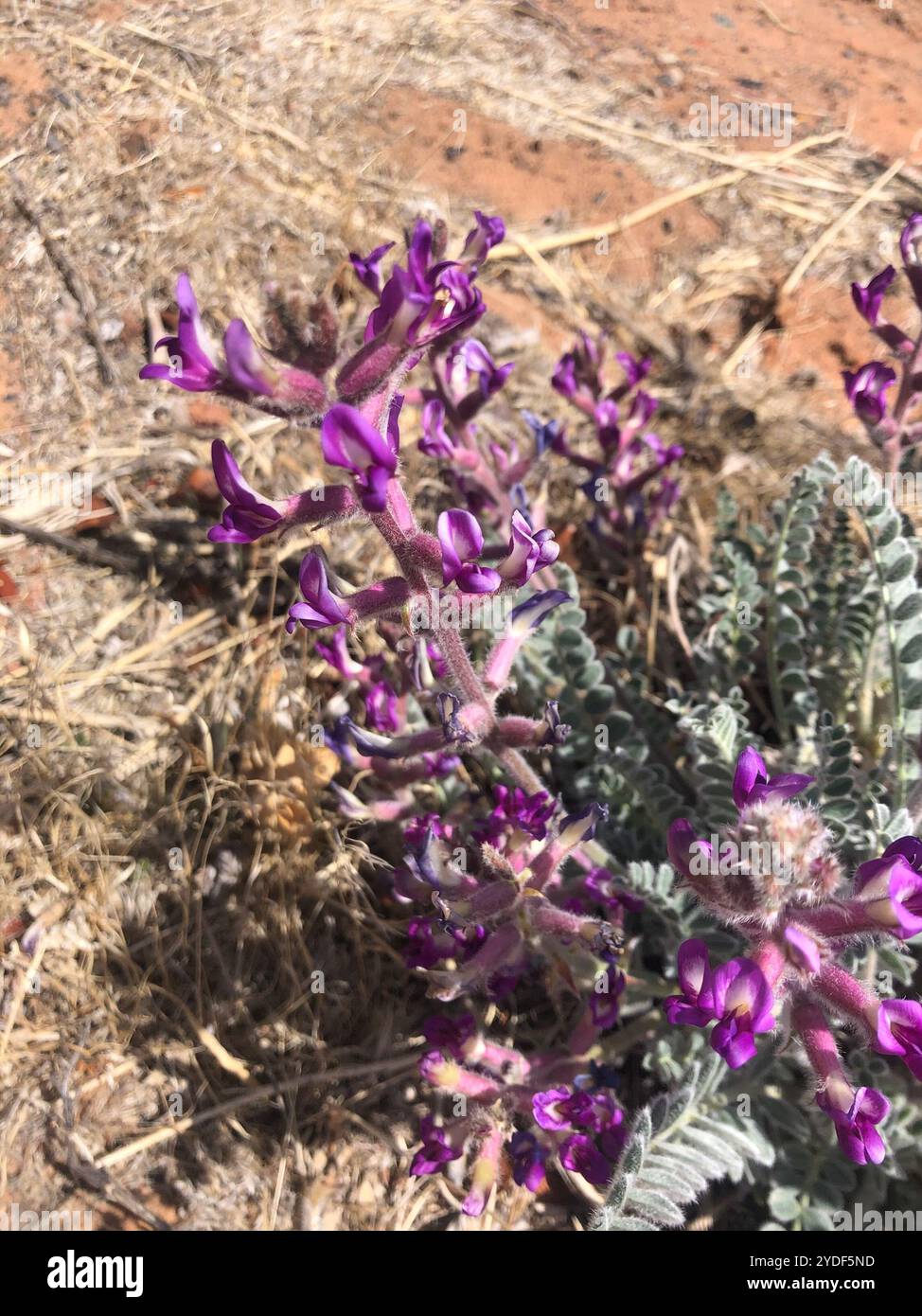 Woolly Locoweed (Astragalus mollissimus Stock Photo - Alamy