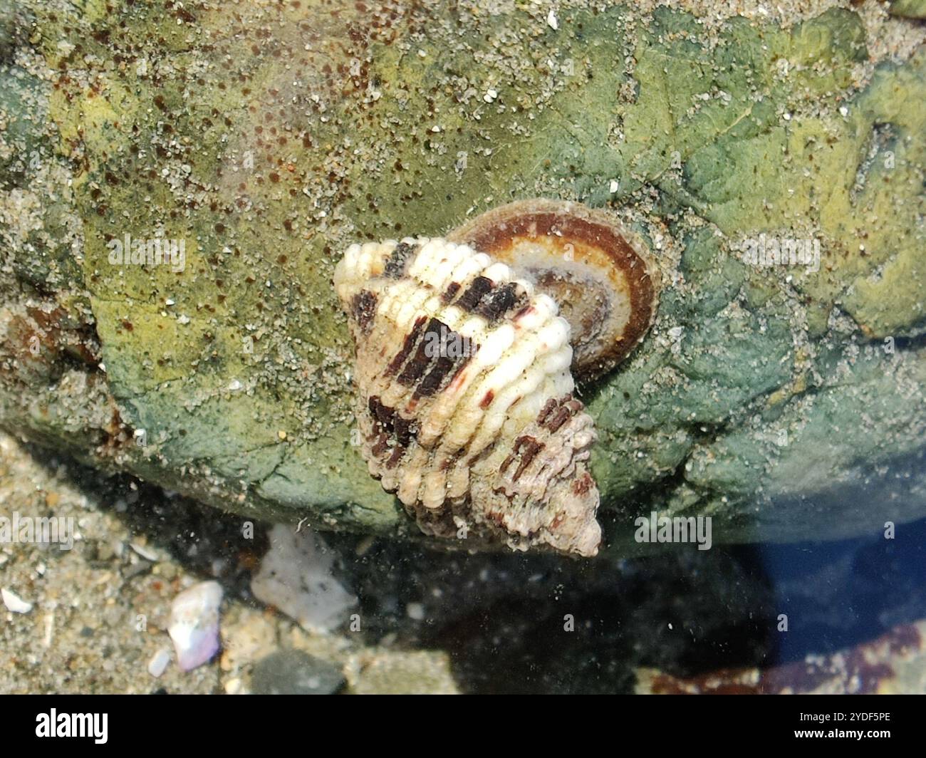 Angular Unicorn (Acanthinucella spirata Stock Photo - Alamy