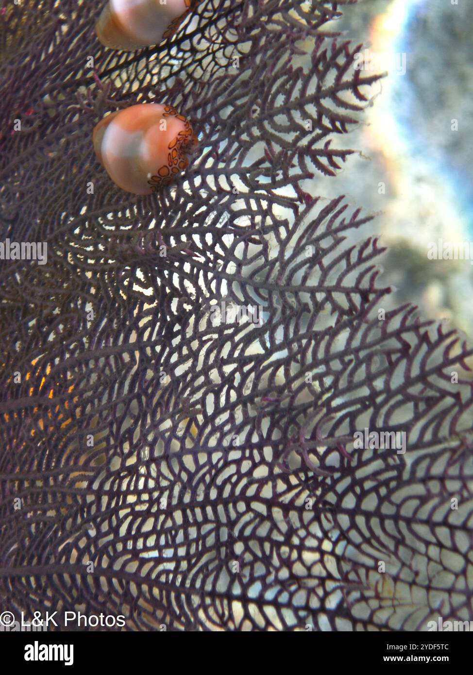 Flamingo Tongue Snail (Cyphoma gibbosum Stock Photo - Alamy