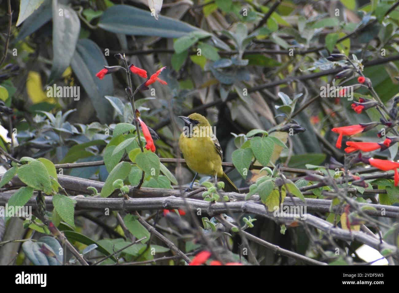 Orchard Oriole (Icterus spurius Stock Photo - Alamy