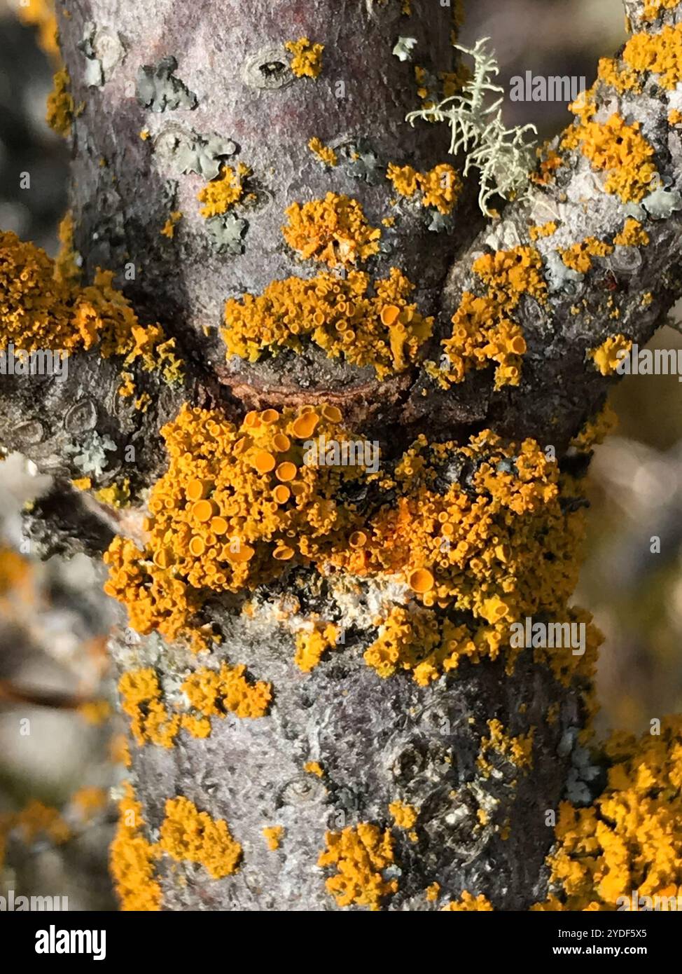 Pin-cushion Sunburst Lichen (Polycauliona polycarpa Stock Photo - Alamy