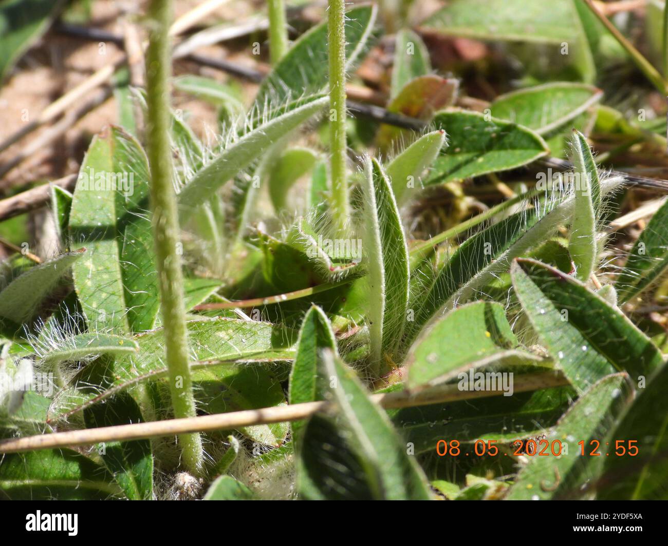 mouse-eared hawkweed (Pilosella officinarum Stock Photo - Alamy