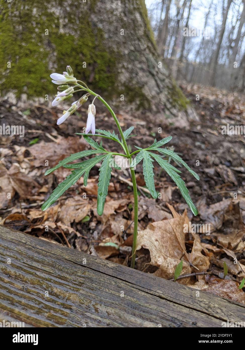 cut-leaved toothwort (Cardamine concatenata Stock Photo - Alamy