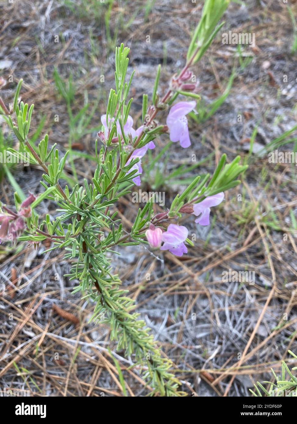False rosemary hi-res stock photography and images - Alamy