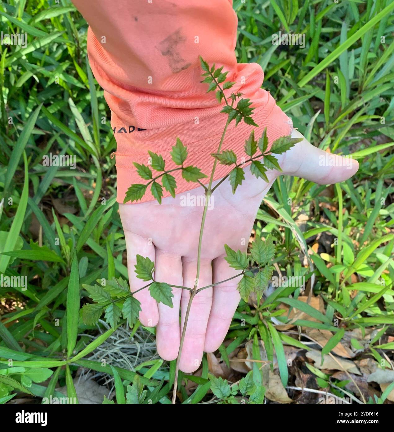 bignonia family (Bignoniaceae Stock Photo - Alamy