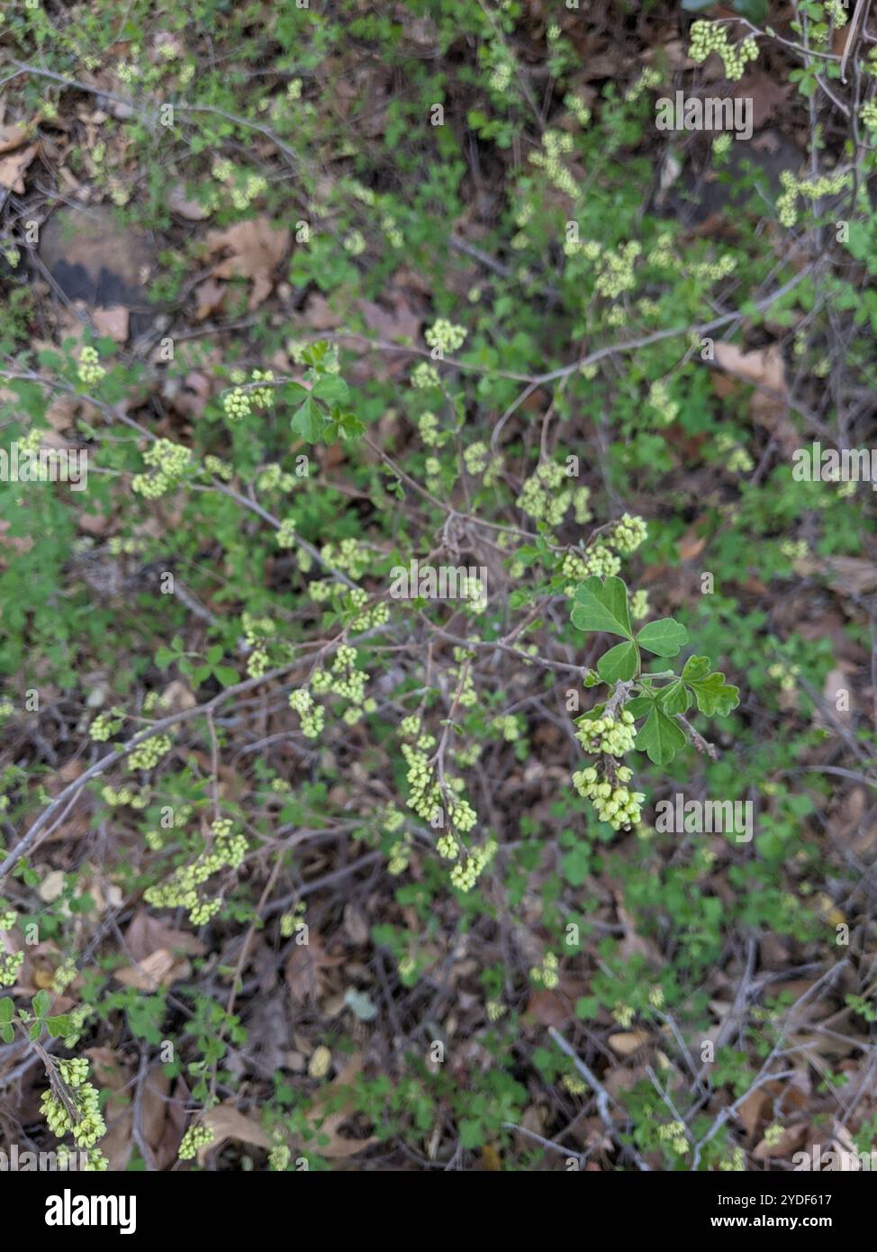 fragrant sumac (Rhus aromatica Stock Photo - Alamy