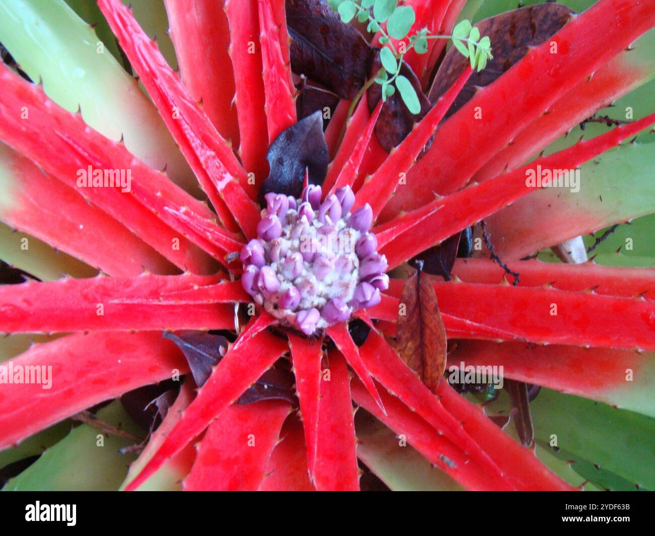 Dwarf bromelia (Bromelia humilis Stock Photo - Alamy