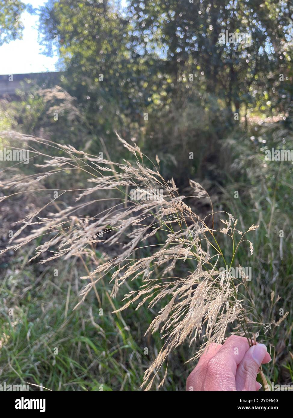 Smilo Grass (Oloptum miliaceum Stock Photo - Alamy