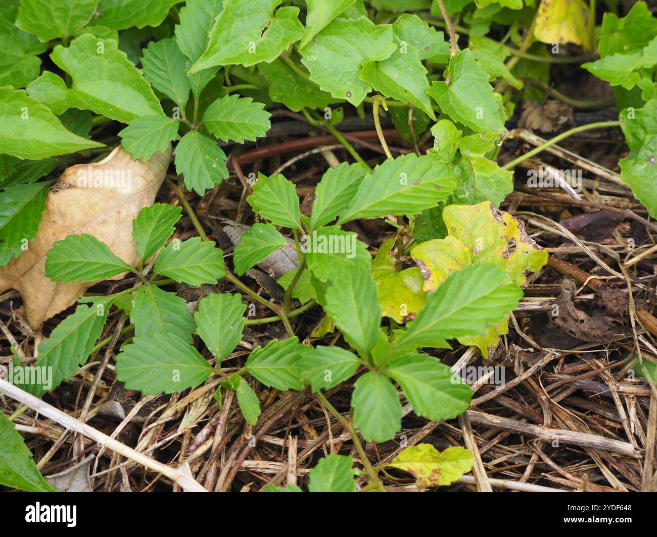 Bushkiller (Causonis japonica Stock Photo - Alamy
