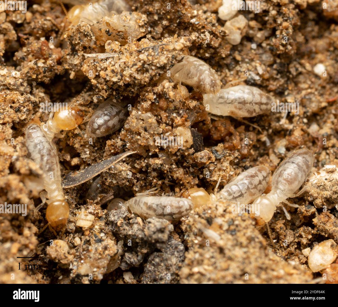 Long-jawed Desert Termites (Gnathamitermes Stock Photo - Alamy