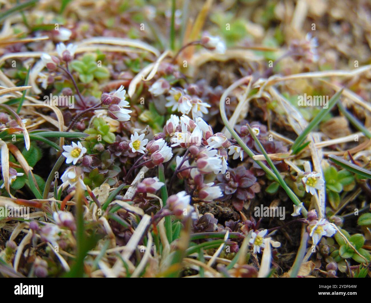 Common Whitlowgrass (Draba verna Stock Photo - Alamy