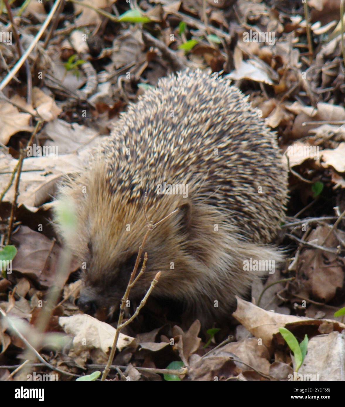 Common Hedgehog (Erinaceus europaeus Stock Photo - Alamy