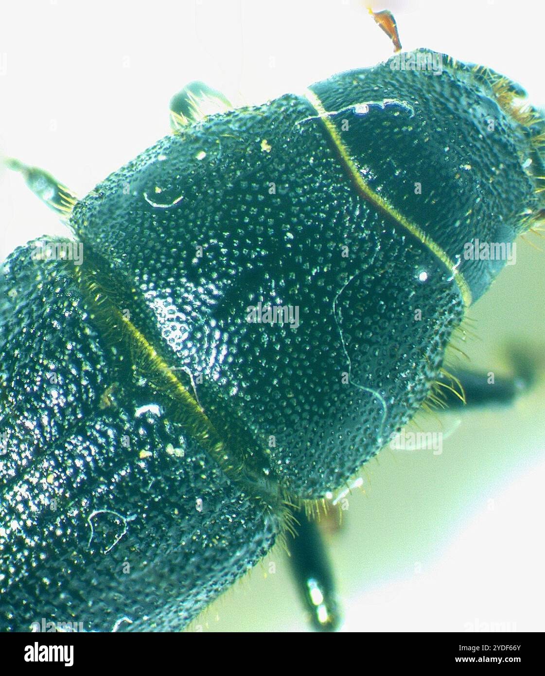 Dendroctonus terebrans hi-res stock photography and images - Alamy