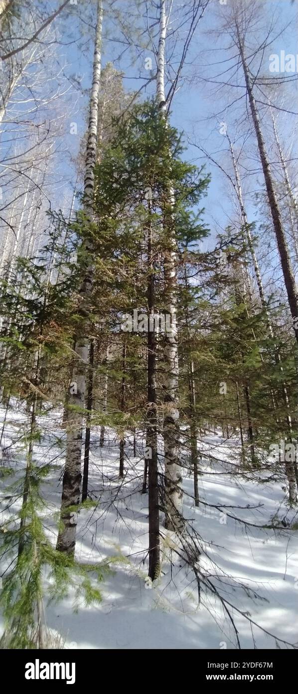 Siberian fir (Abies sibirica Stock Photo - Alamy