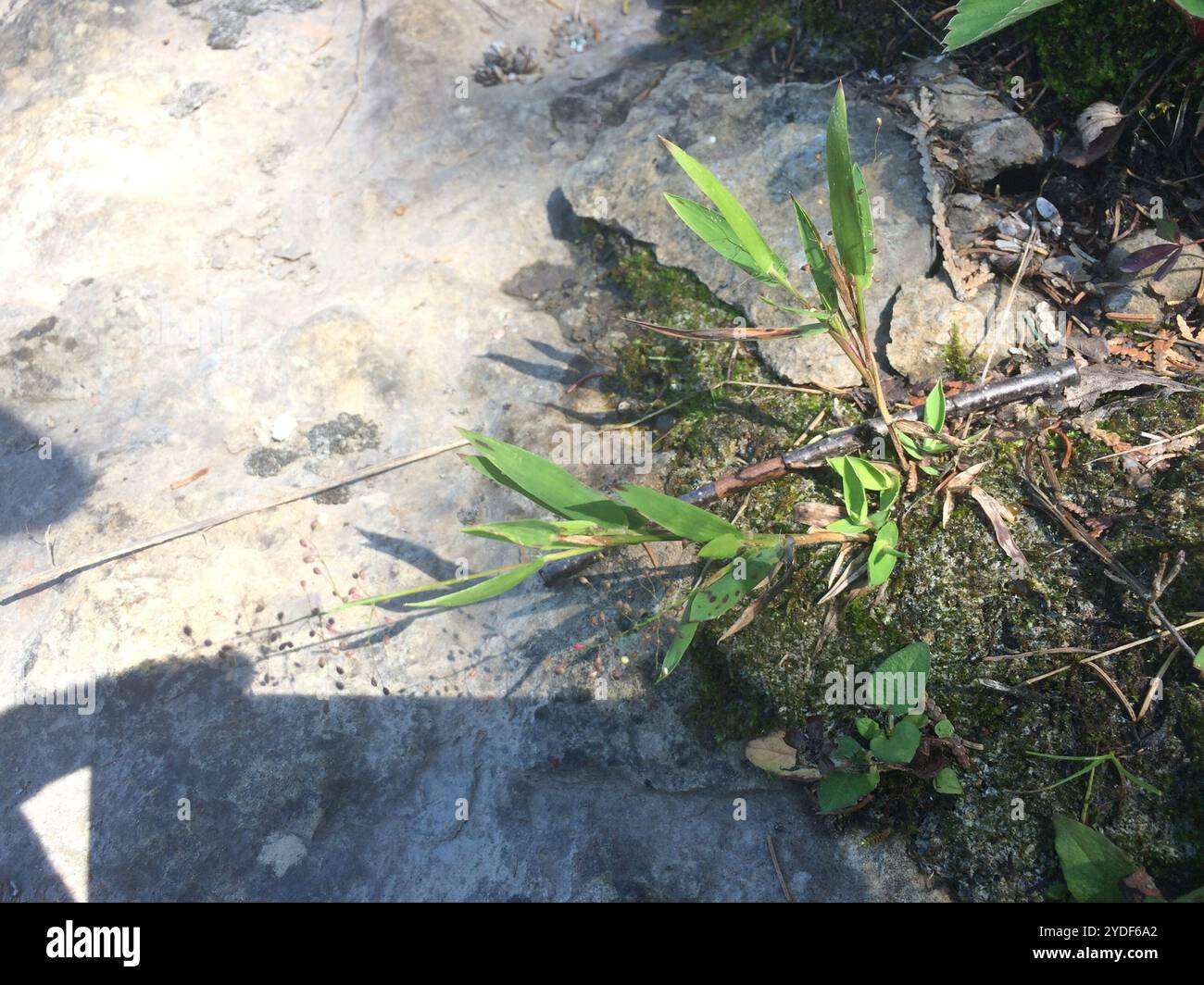 Lindheimer's Panicgrass (Dichanthelium lindheimeri Stock Photo - Alamy