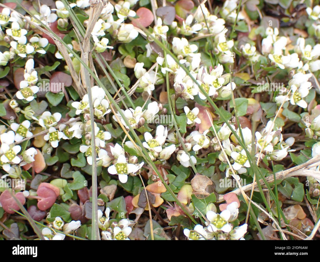 Danish Scurvy-grass (Cochlearia danica Stock Photo - Alamy
