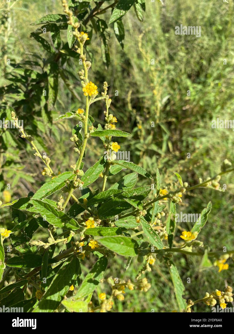 Spiked Sida (Sida hackettiana Stock Photo - Alamy