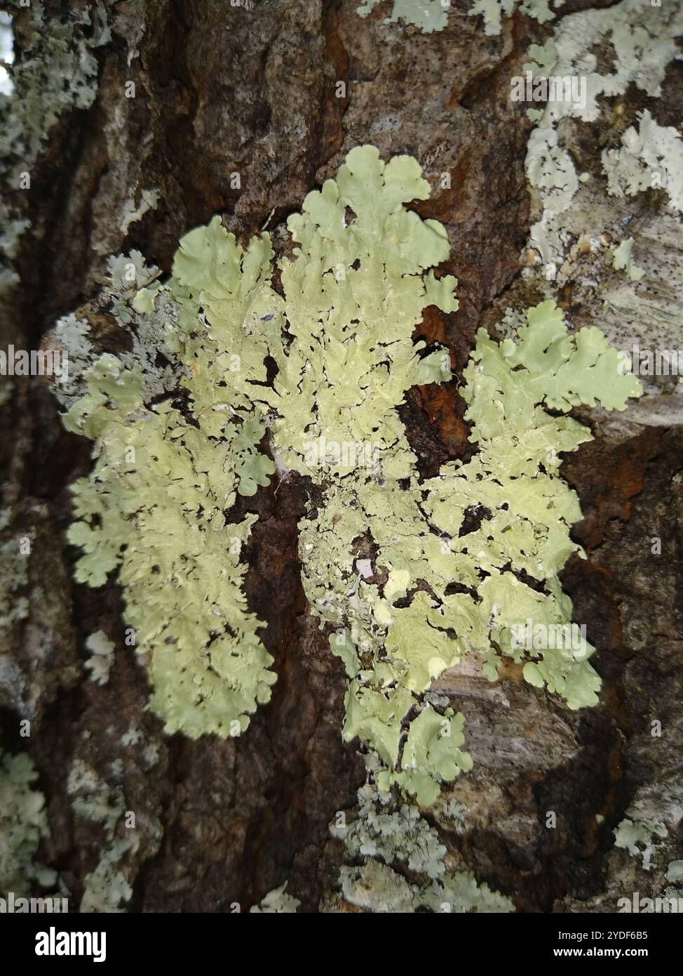 common greenshield lichen (Flavoparmelia caperata Stock Photo - Alamy