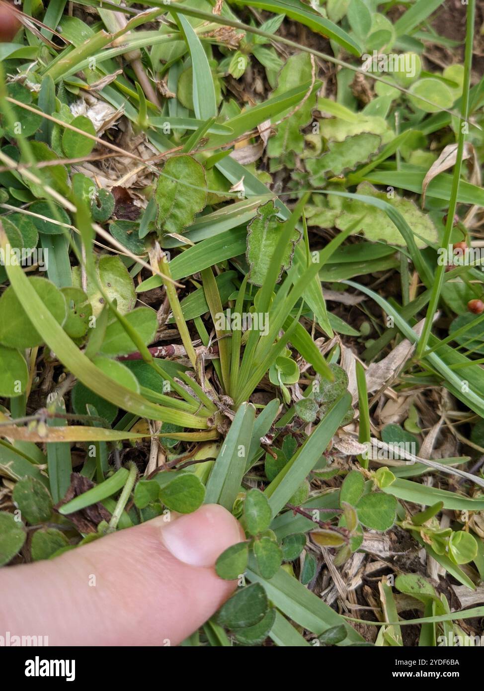 Blue Pigroot (Sisyrinchium micranthum Stock Photo - Alamy
