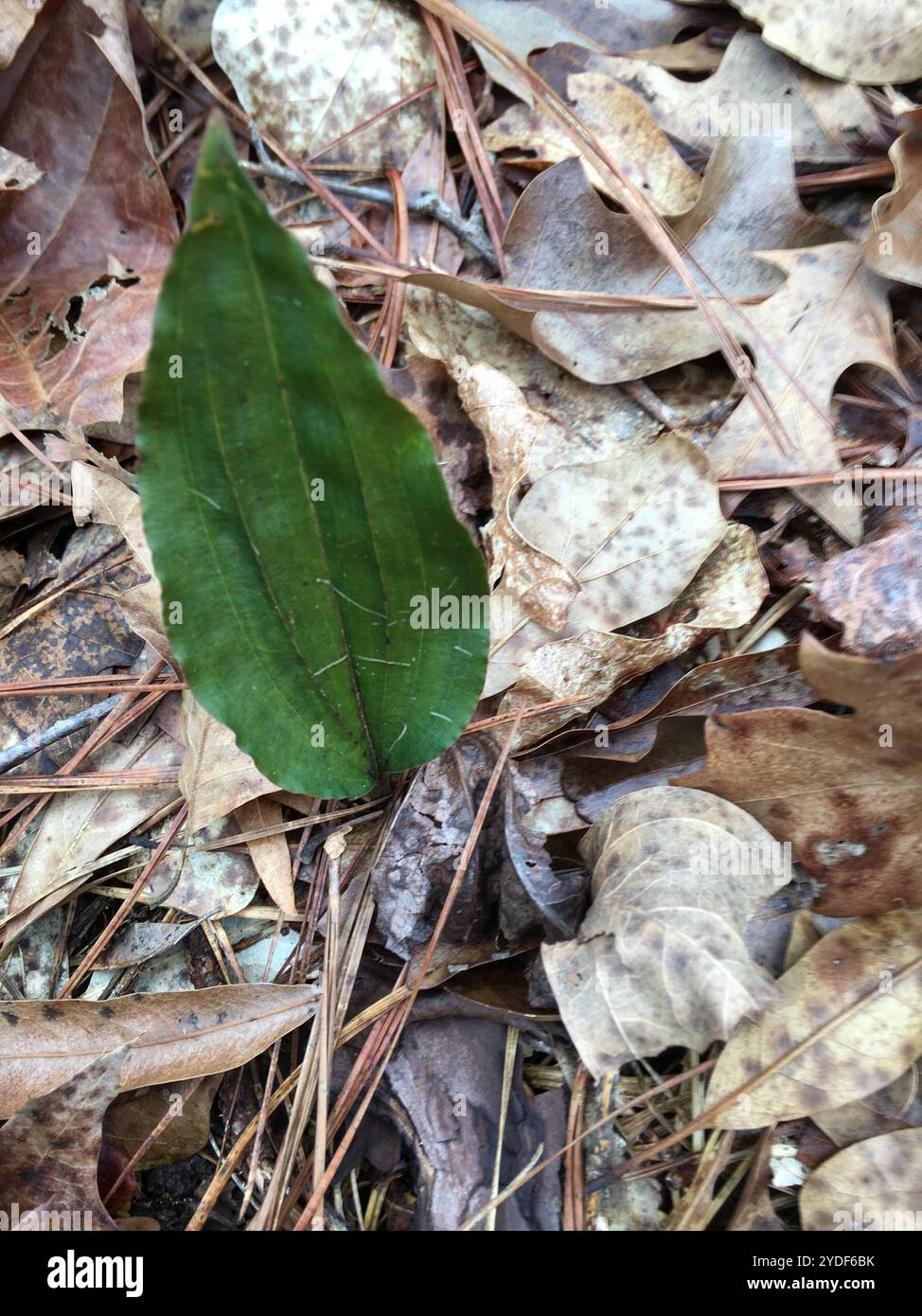 crane-fly orchid (Tipularia discolor Stock Photo - Alamy