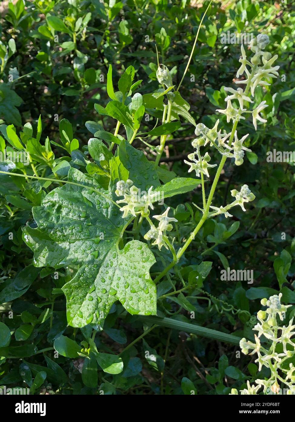 California manroot (Marah fabacea Stock Photo - Alamy