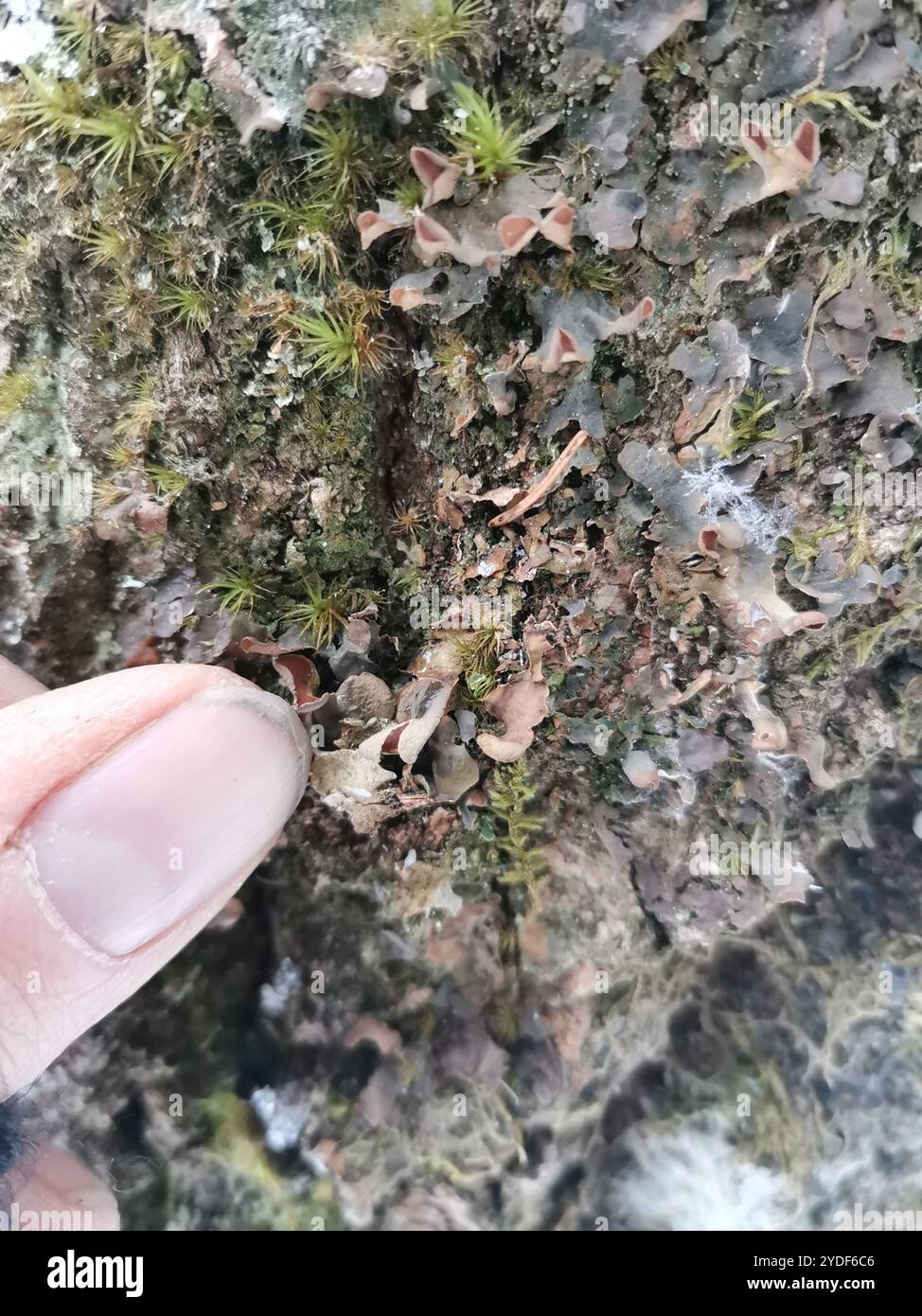 Kidney Lichens (Nephroma Stock Photo - Alamy