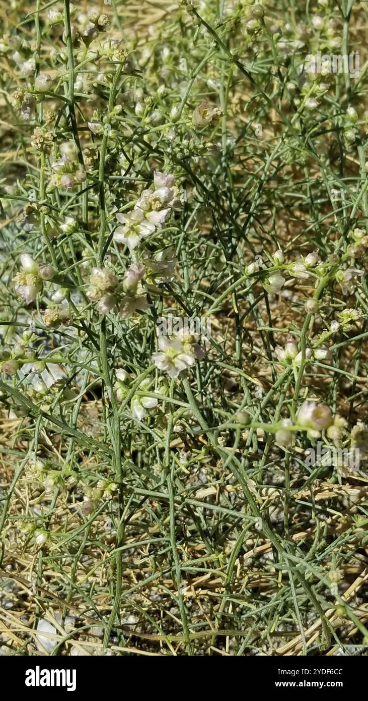 Cheesebush (Ambrosia salsola Stock Photo - Alamy