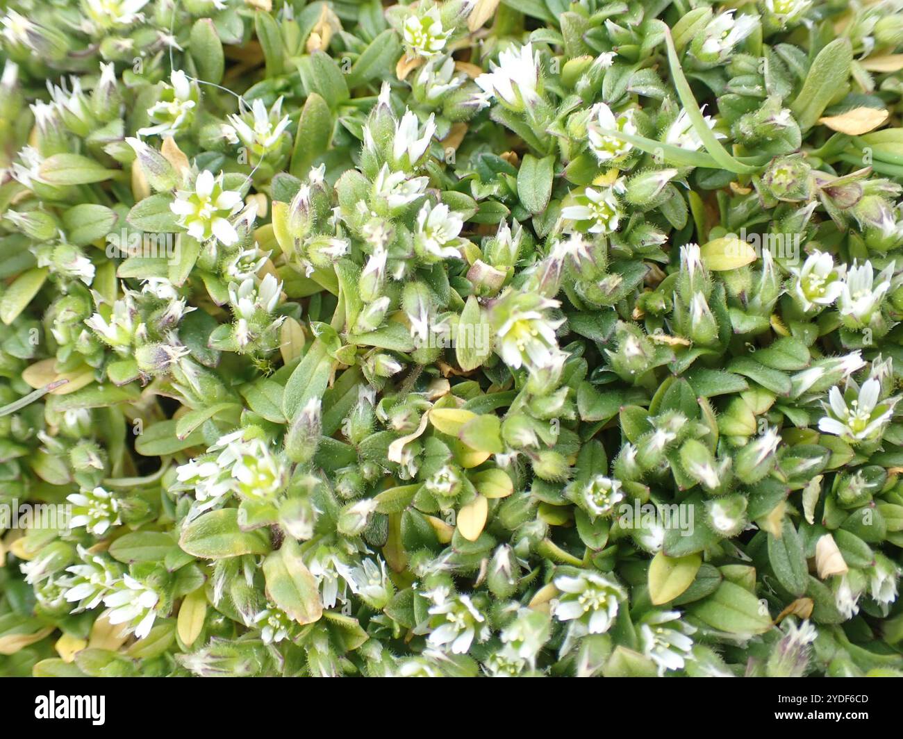 Little Mouse-ear (Cerastium semidecandrum Stock Photo - Alamy