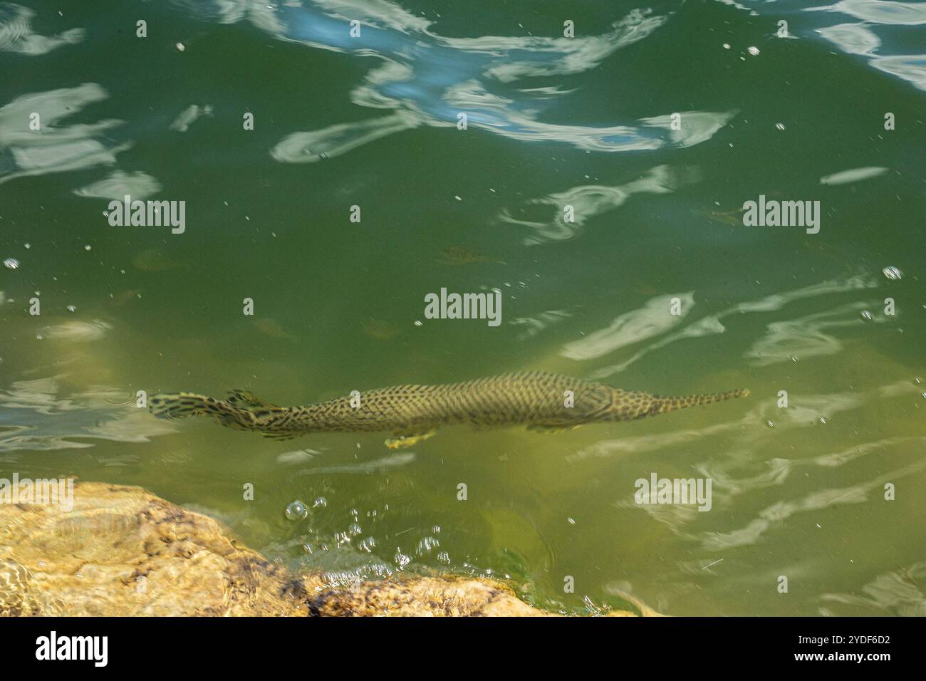 Spotted Gar (Lepisosteus oculatus Stock Photo - Alamy