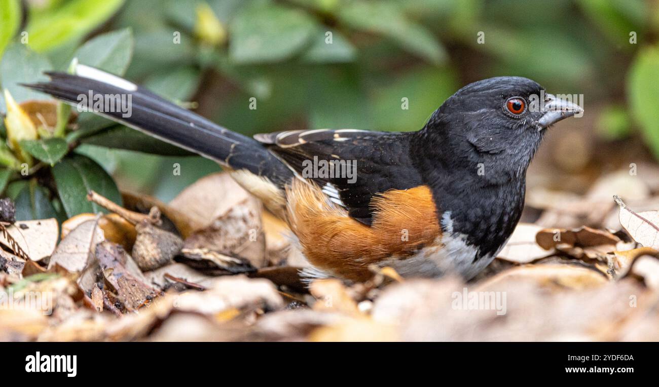 Eastern Towhee (Pipilo erythrophthalmus Stock Photo - Alamy
