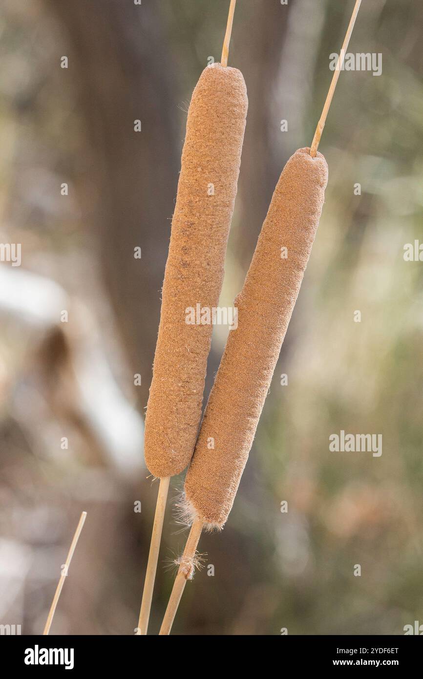 southern cattail (Typha domingensis Stock Photo - Alamy