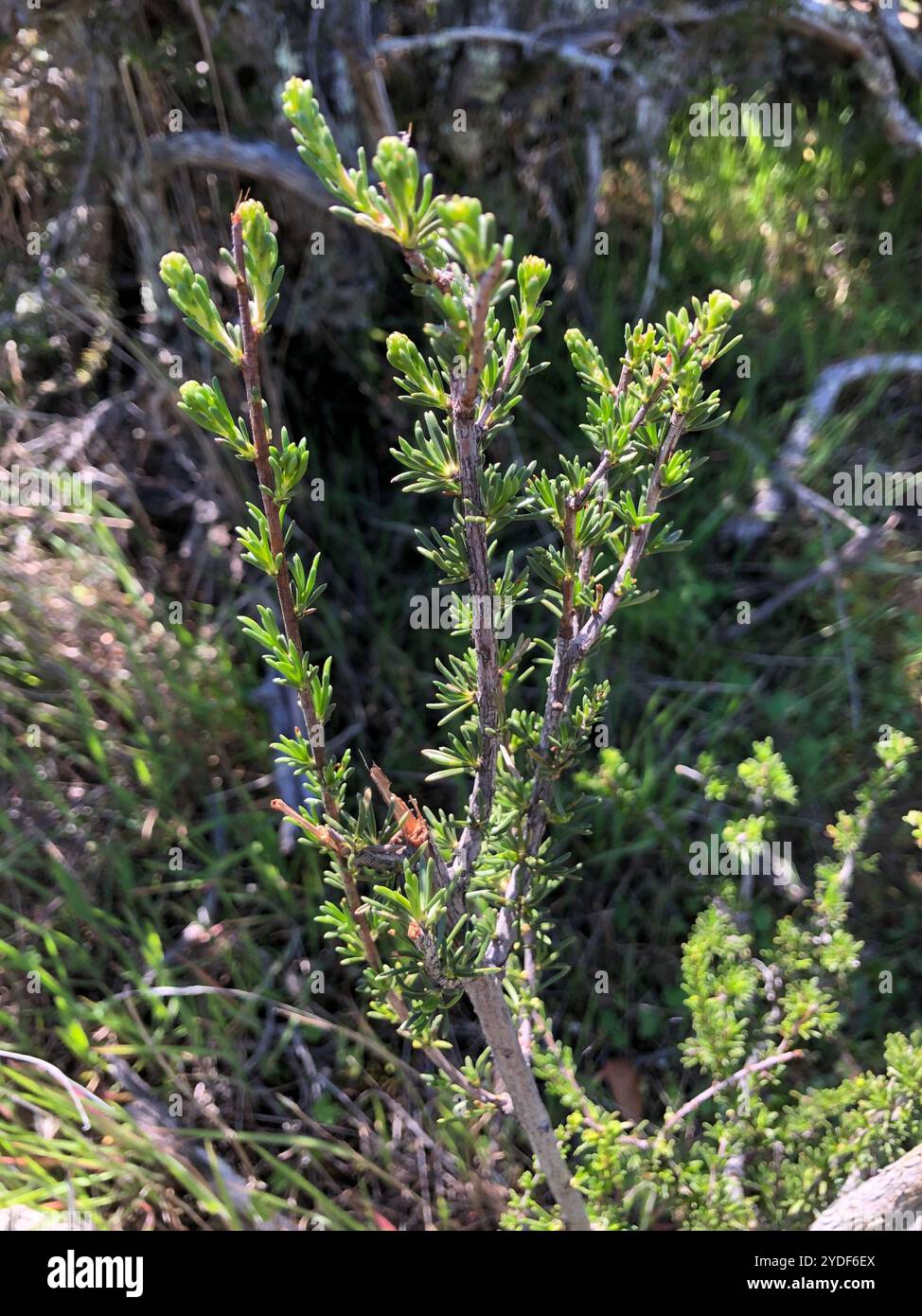 chamise (Adenostoma fasciculatum Stock Photo - Alamy