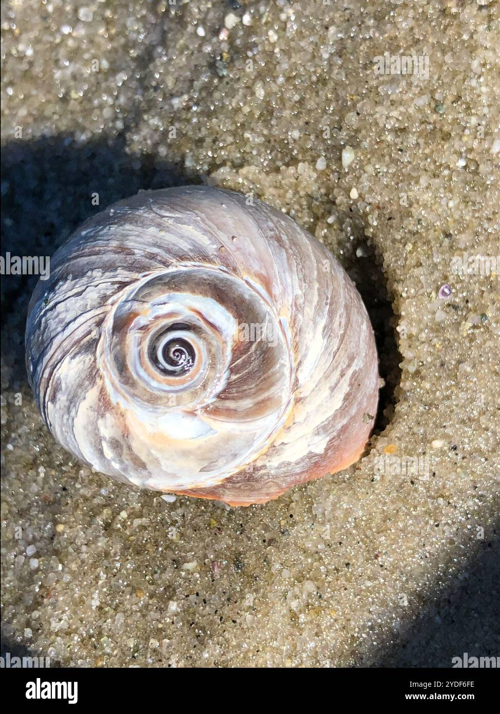 Northern Moonsnail (Euspira heros Stock Photo - Alamy
