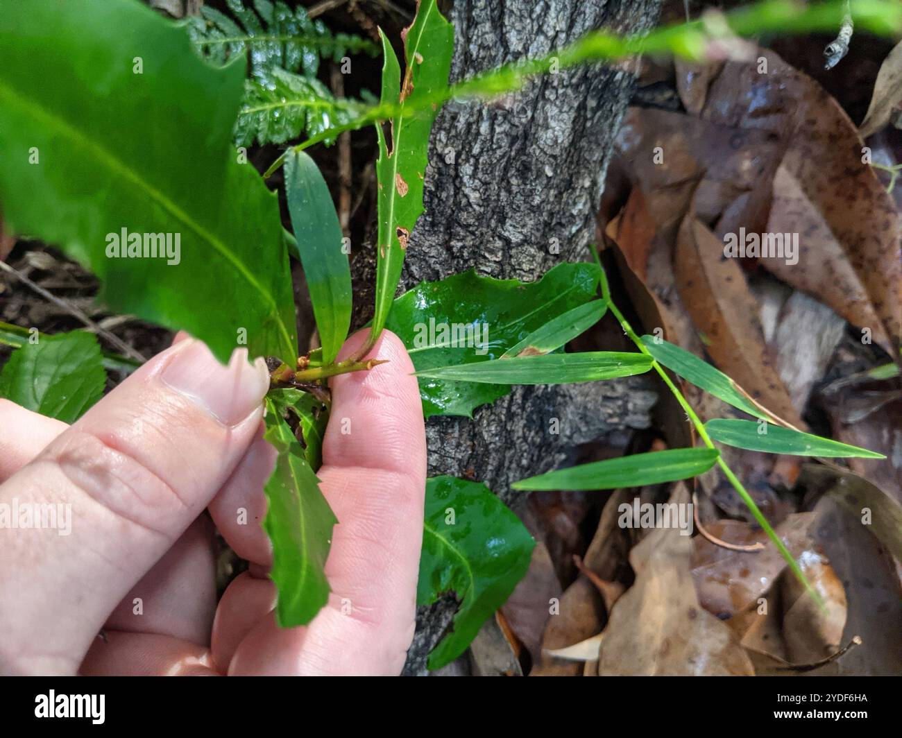 Variable Muttonwood (Myrsine variabilis Stock Photo - Alamy