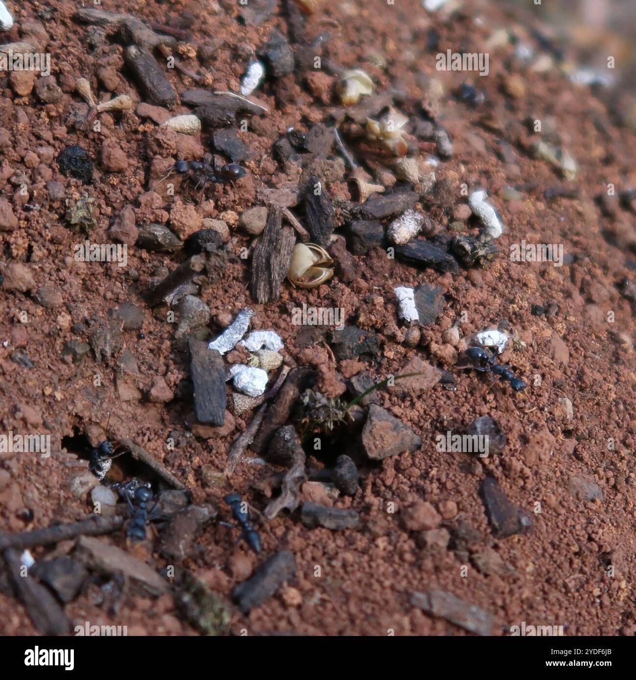 Jack Jumper Ant (Myrmecia pilosula Stock Photo - Alamy