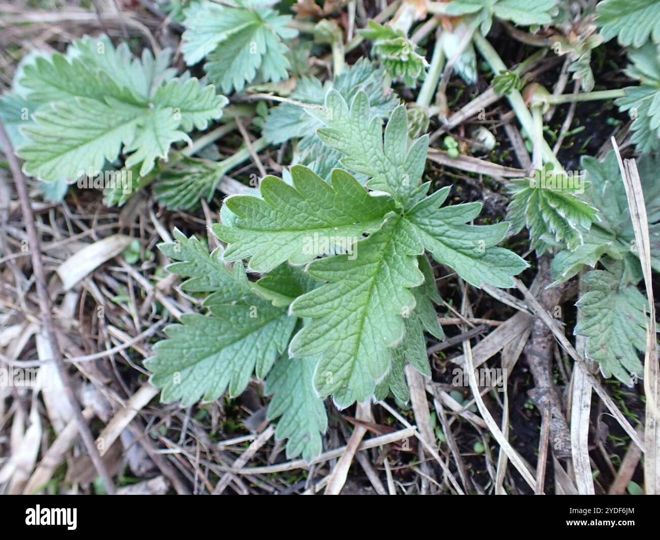 slender cinquefoil (Potentilla gracilis Stock Photo - Alamy