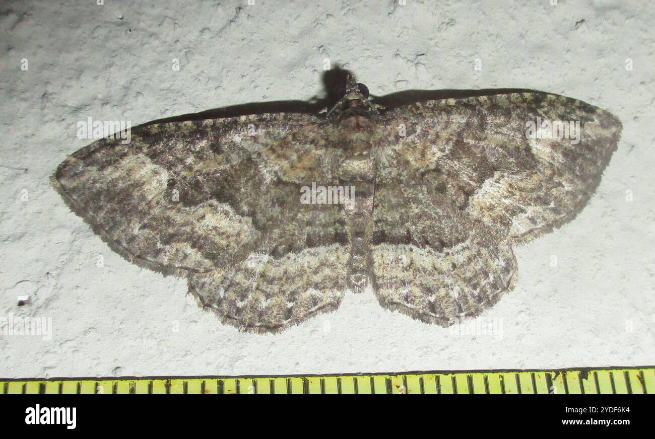 Geometer Moths (Geometridae Stock Photo - Alamy