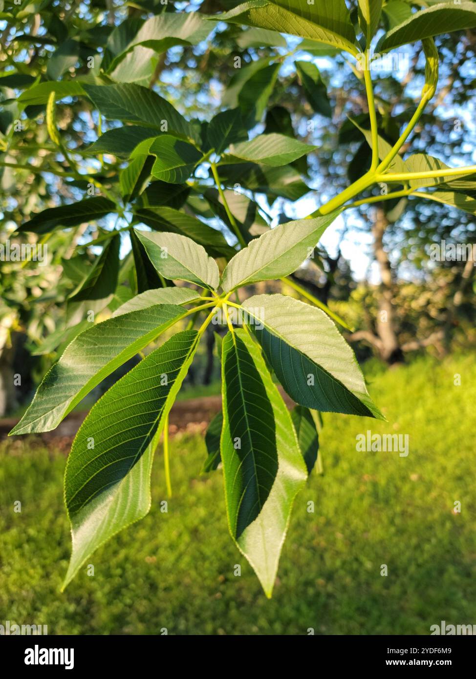 California buckeye (Aesculus californica Stock Photo - Alamy