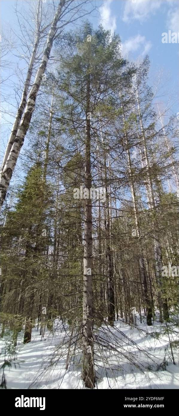 Siberian spruce (Picea obovata Stock Photo - Alamy
