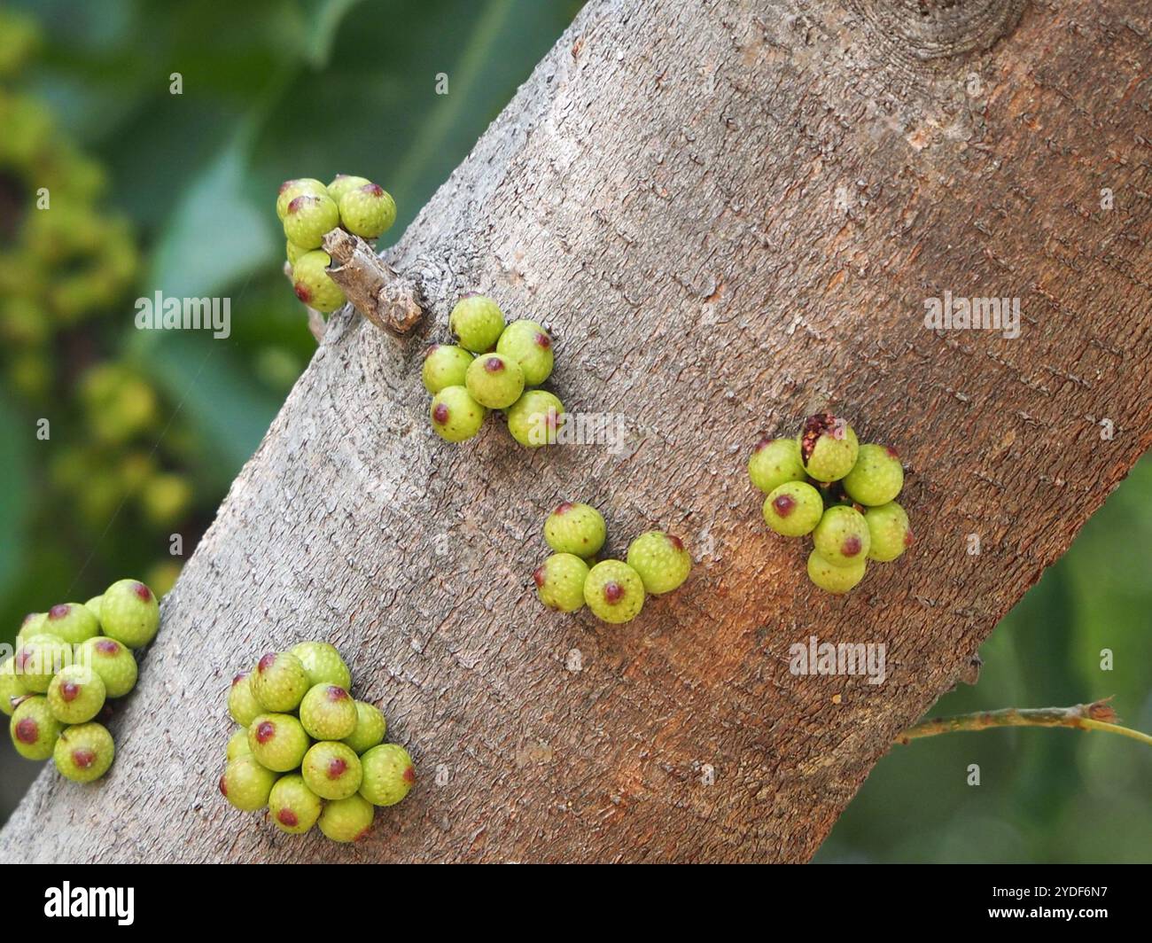 Japanese Superb Fig (Ficus subpisocarpa Stock Photo - Alamy