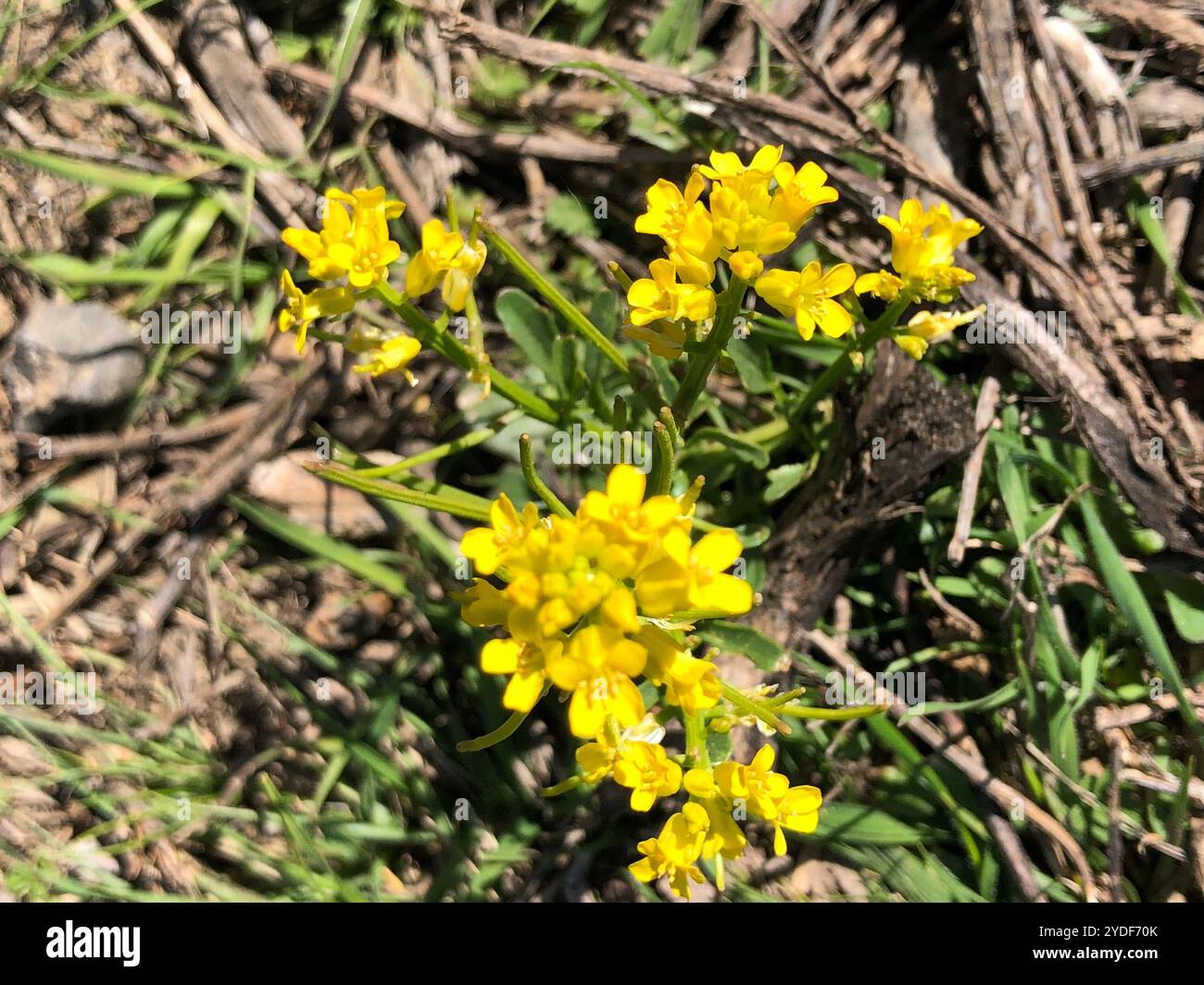 land cress (Barbarea verna Stock Photo - Alamy