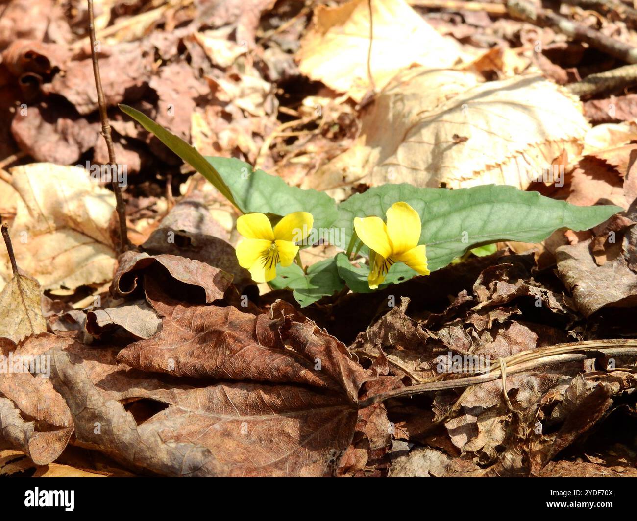 Halberd-leaved violet (Viola hastata Stock Photo - Alamy